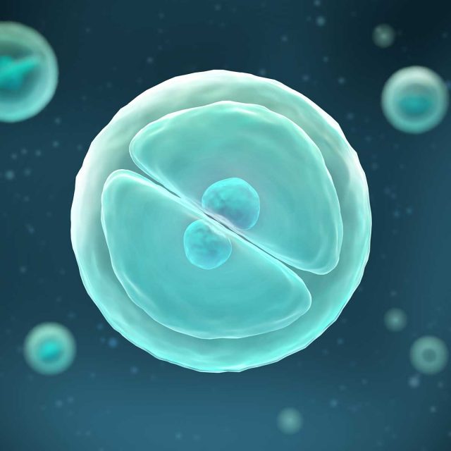 Neurogenese « TPS-Therapie